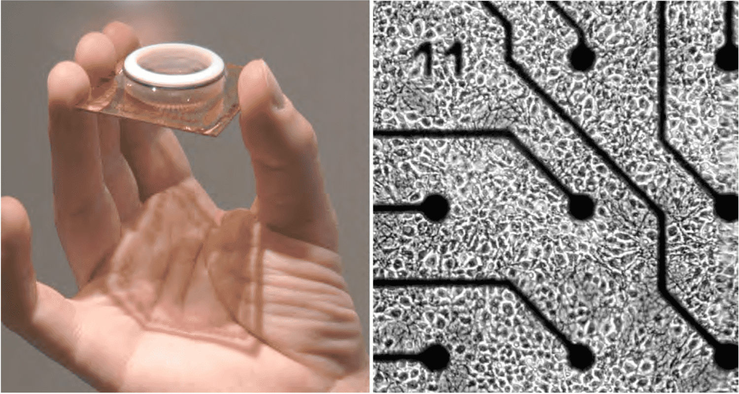 Why Model Systems are Indispensable for BCI Research | From the Interface